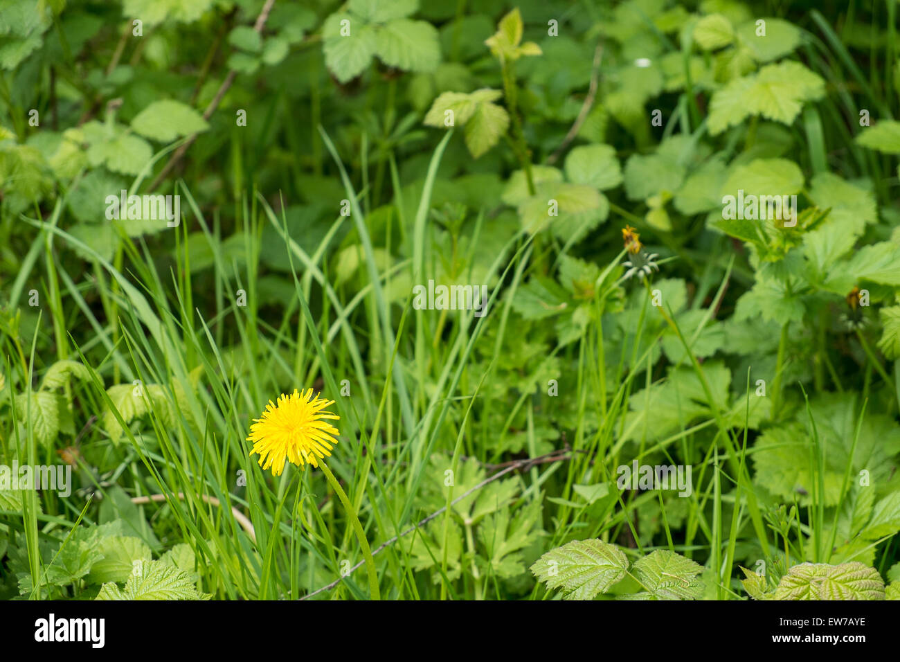 wild growing dandelion flower in overgrown grass setting Stock Photo ...