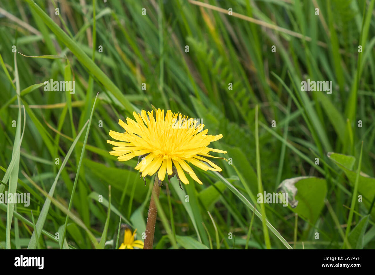 wild growing dandelion flower in overgrown grass setting Stock Photo ...