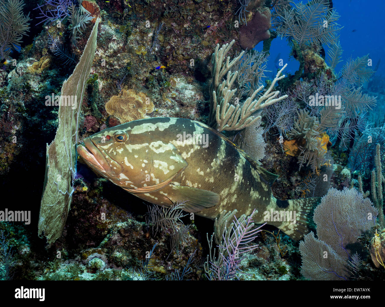 Saltwater grouper hi-res stock photography and images - Alamy