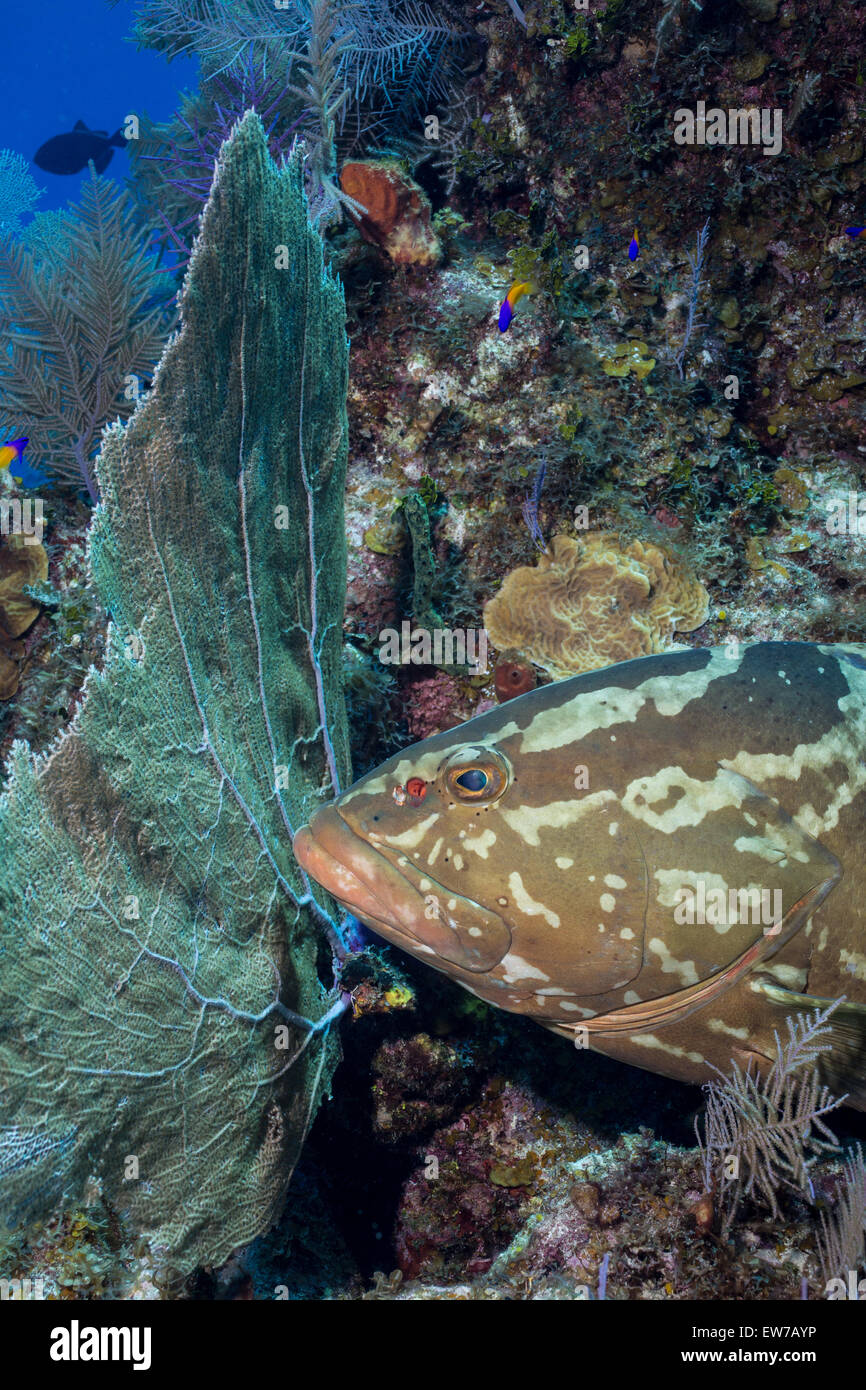 Grouper serranidae hi-res stock photography and images - Alamy