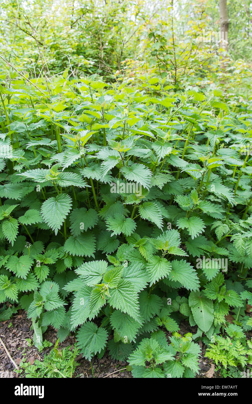 large group of green nettles growing wild in parkland Stock Photo - Alamy