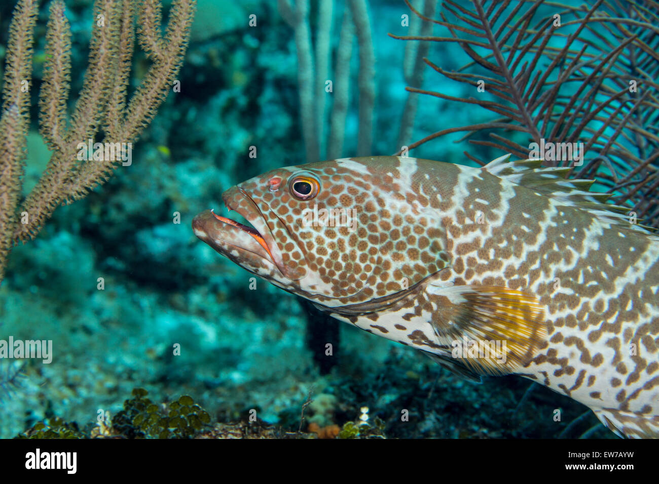 Blue spotted grouper fish hi-res stock photography and images - Alamy