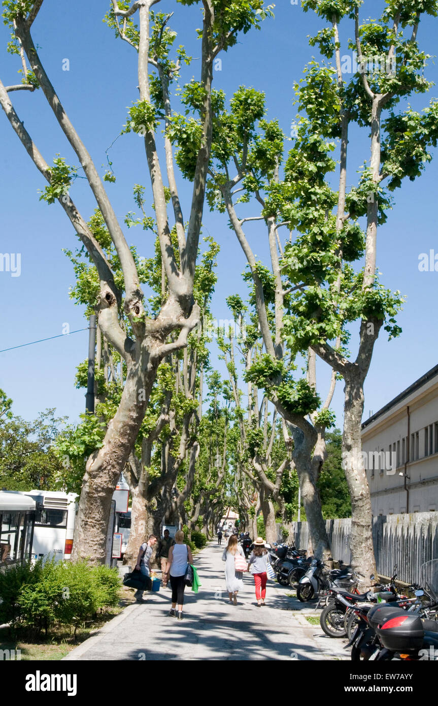 plane plain tree trees italy italian street lined streets Stock Photo ...