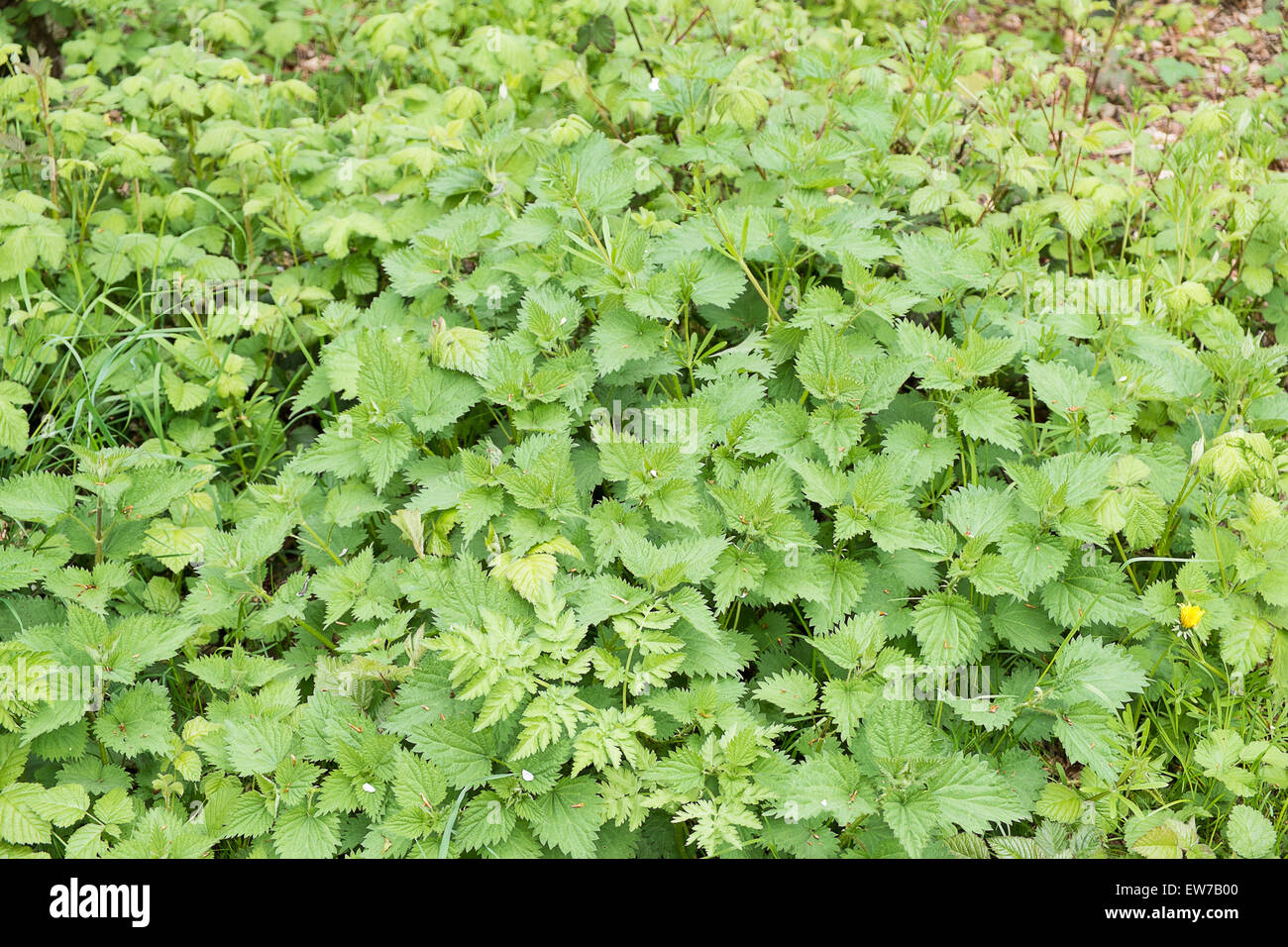 large group of green nettles growing wild in parkland Stock Photo - Alamy