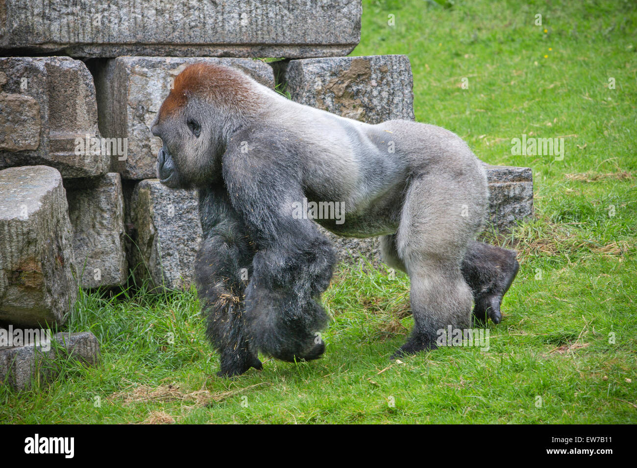 Strong Gorilla Stock Photos & Strong Gorilla Stock Images - Alamy
