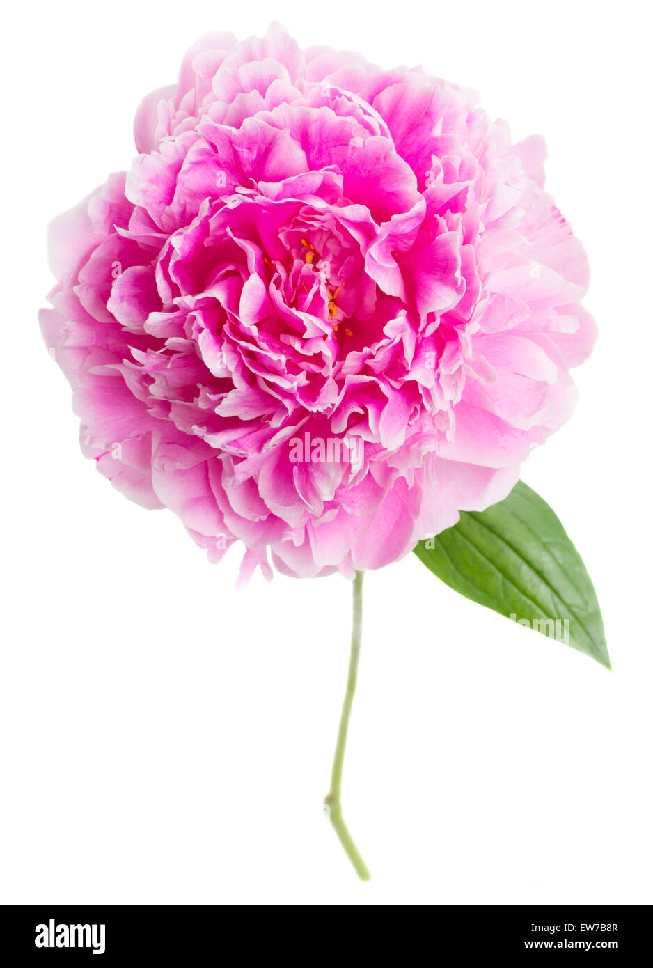 pink peonies Stock Photo - Alamy
