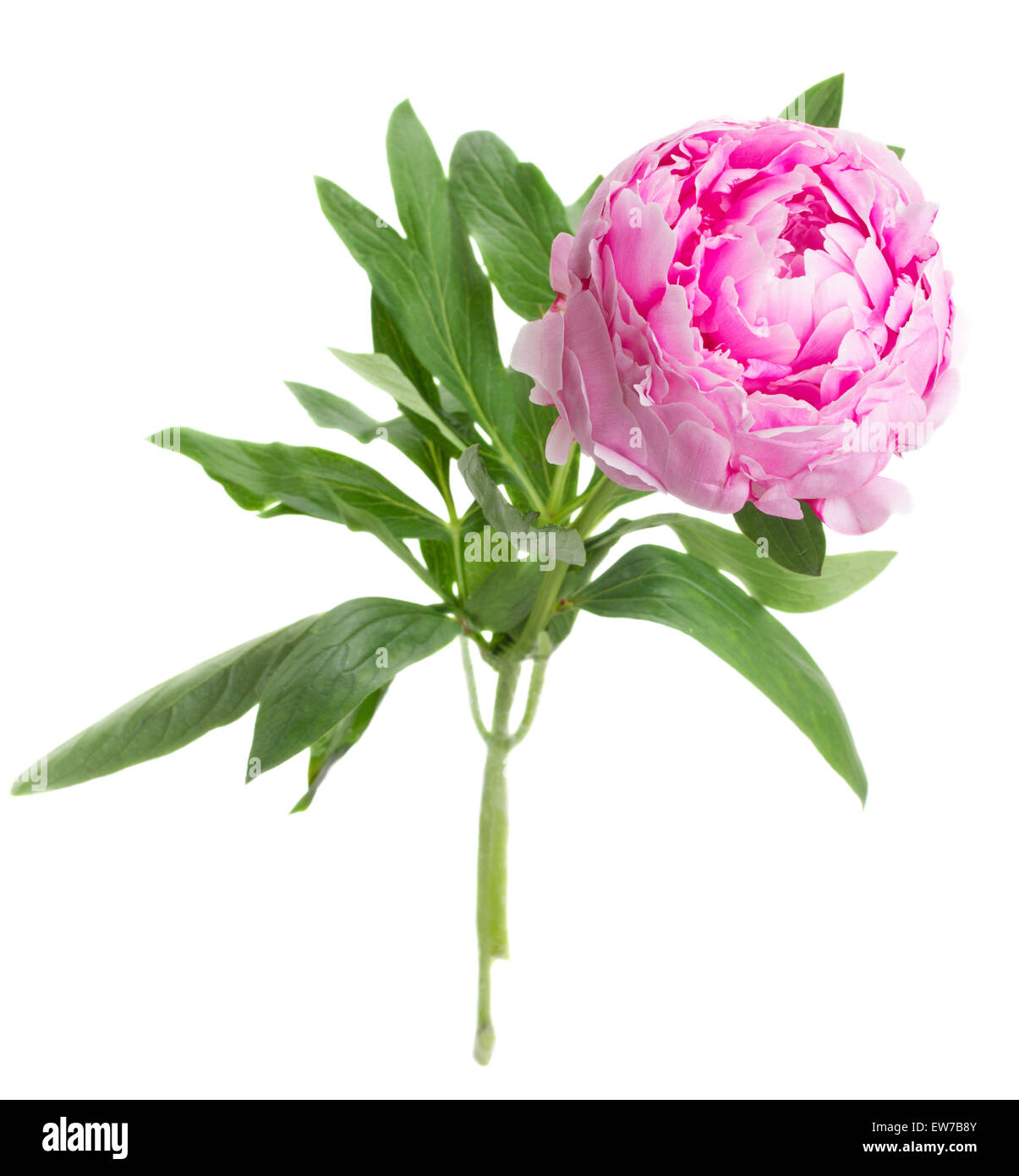 Peonies Cut Out Stock Images & Pictures - Alamy