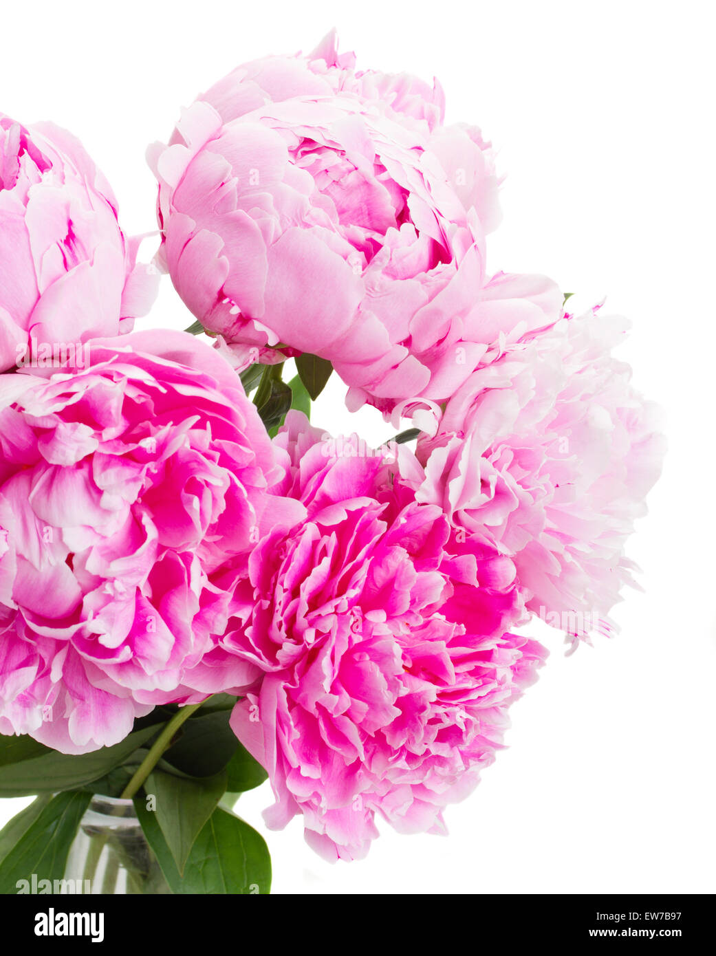 pink peonies Stock Photo - Alamy