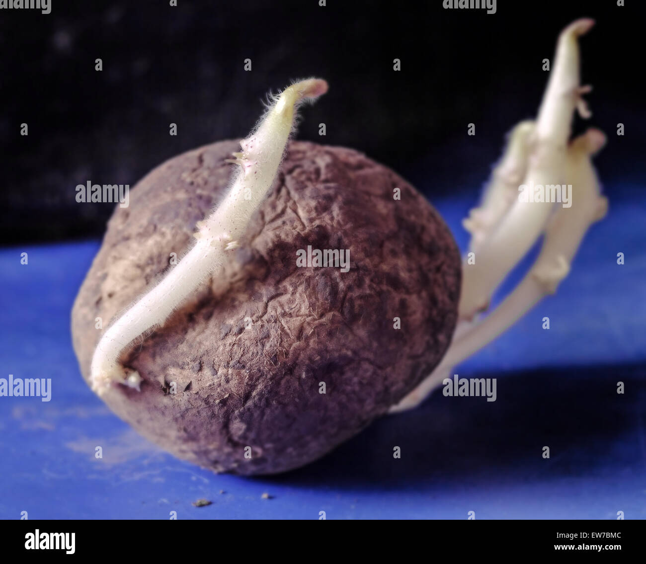 Cute potato sprouts shoots at blue background Stock Photo - Alamy
