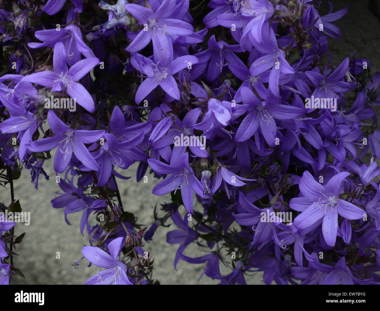 blue bells in a wall, near a forest, France Stock Photo - Alamy