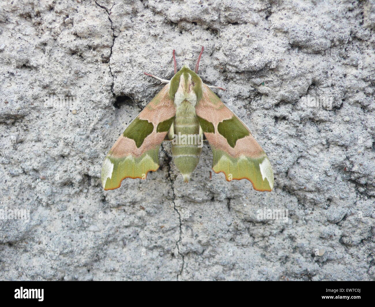 Sphinx butterfly hi-res stock photography and images - Alamy