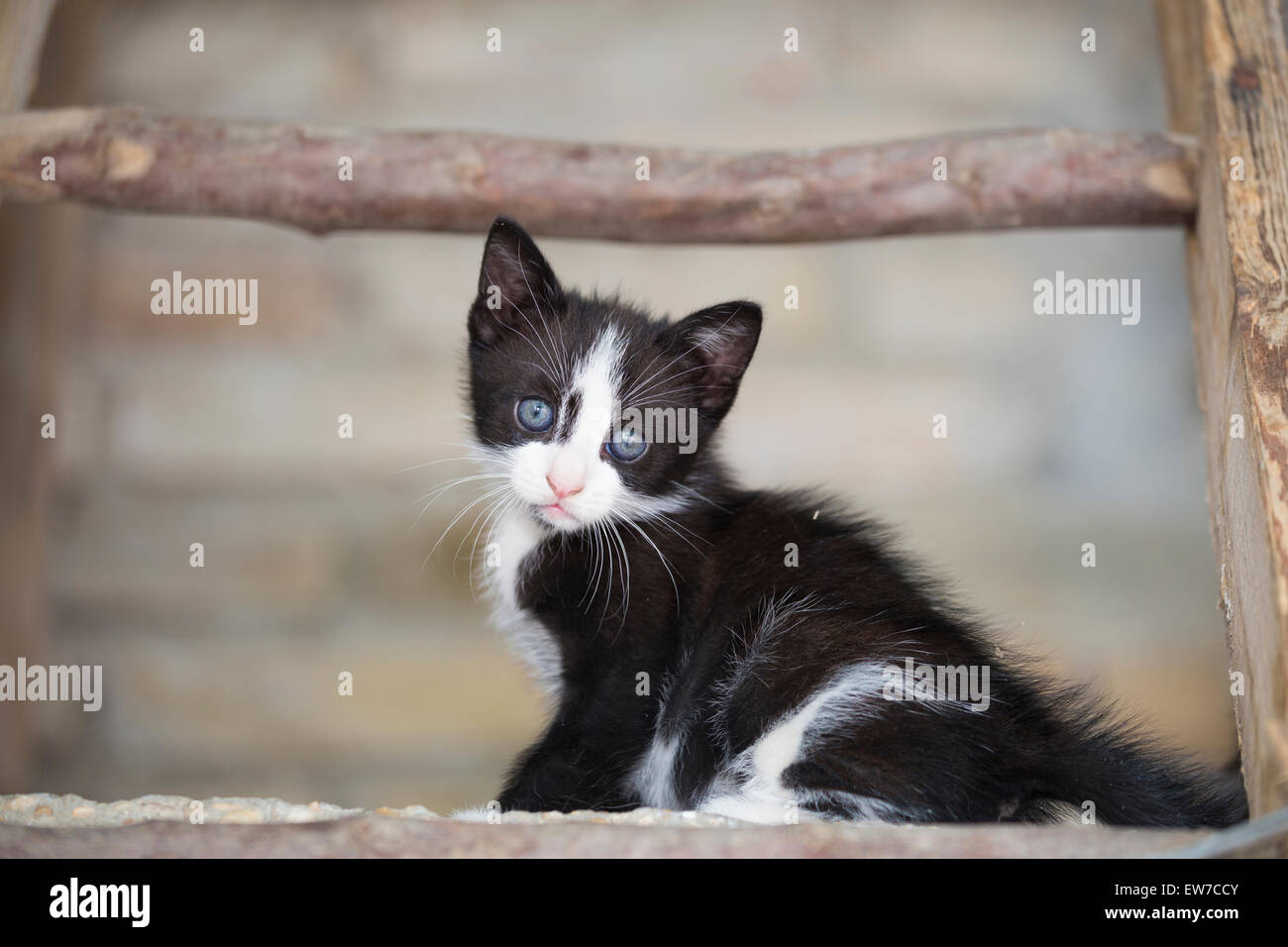 Kitty with pillow hi-res stock photography and images - Alamy