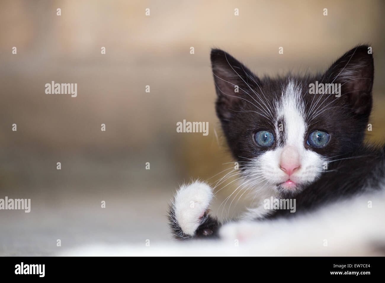 Kitty cute hi-res stock photography and images - Alamy