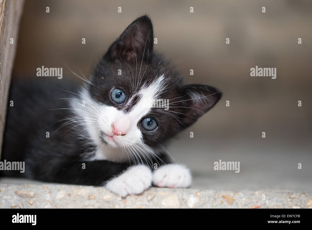 Sweet kitty hi-res stock photography and images - Alamy