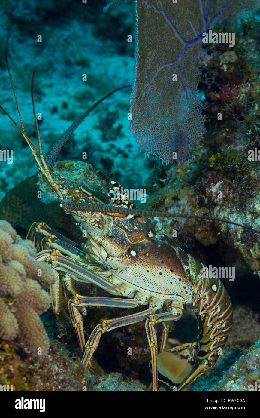 Spiny lobster hi-res stock photography and images - Alamy