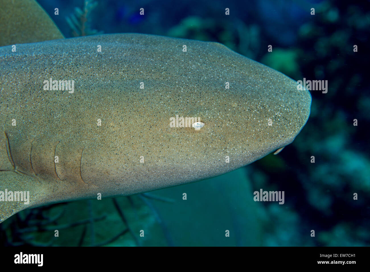 Shark skin close up hi-res stock photography and images - Alamy