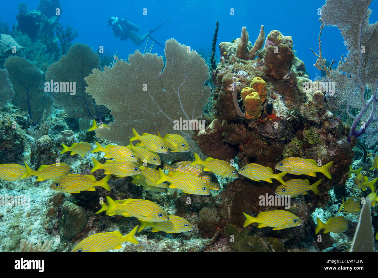 School schooling hi-res stock photography and images - Alamy