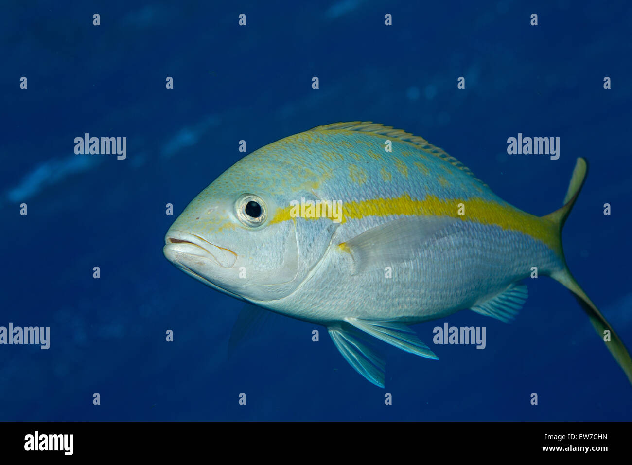 Yellowtail Snapper