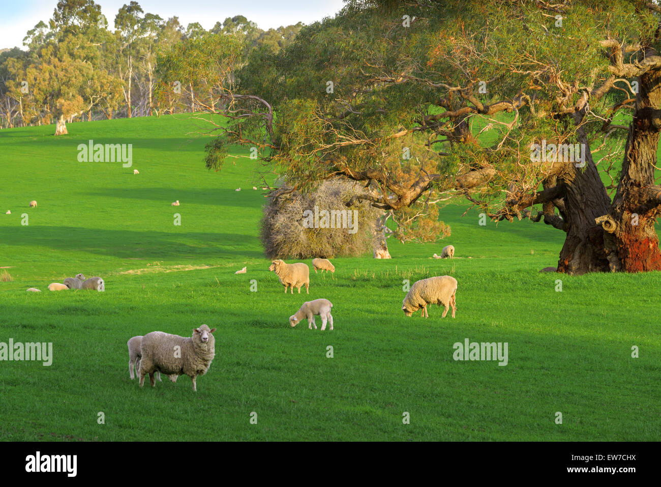Sheep pasture in the Barossa valley Stock Photo - Alamy