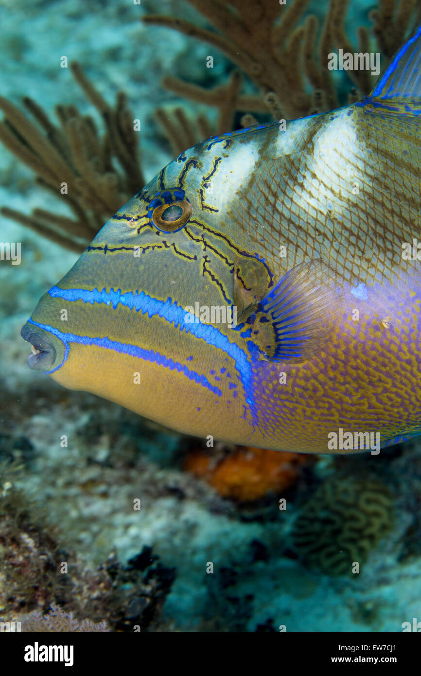 Triggerfish hi-res stock photography and images - Alamy