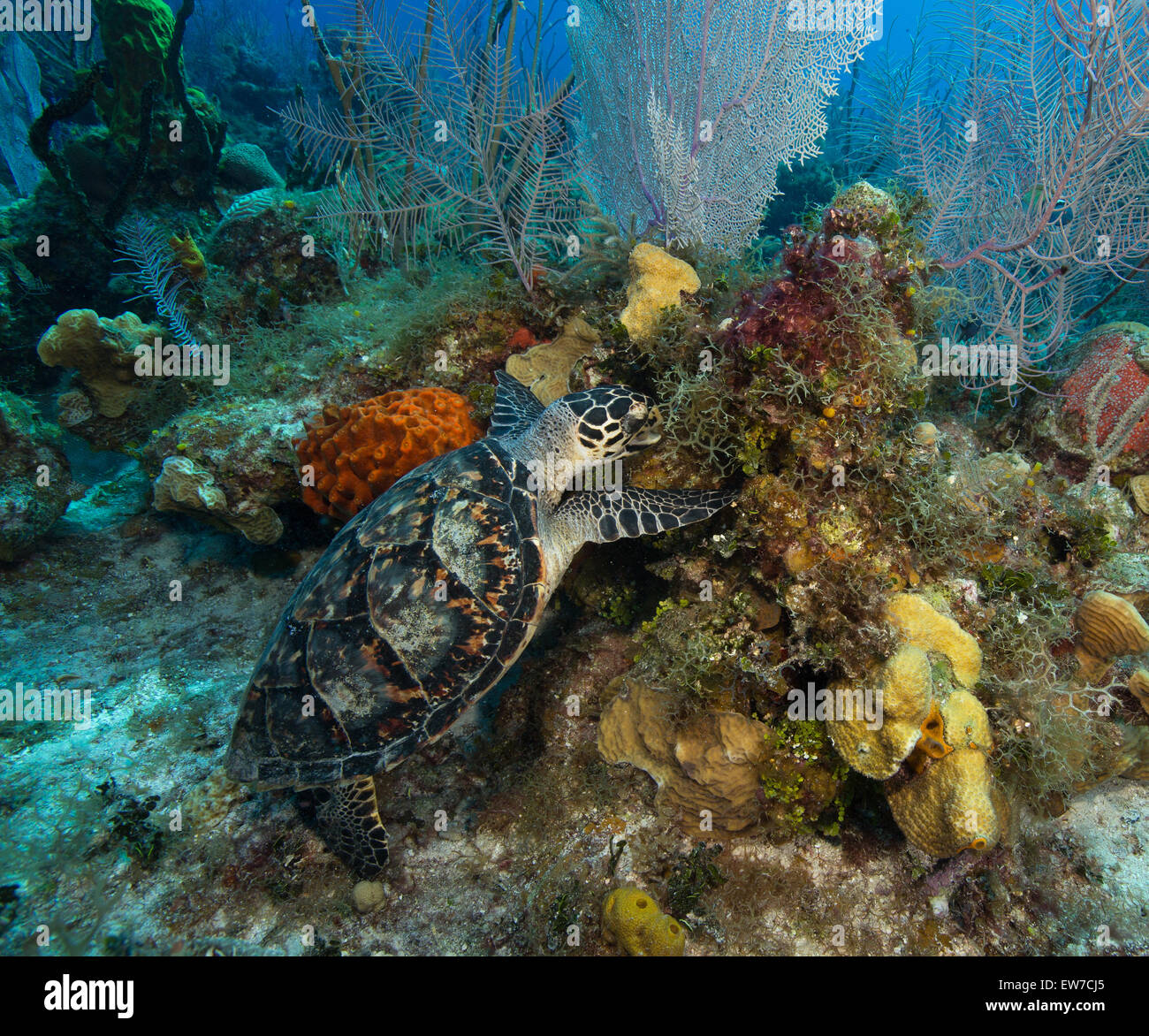 Hawksbill turtle caribbean hi-res stock photography and images - Alamy
