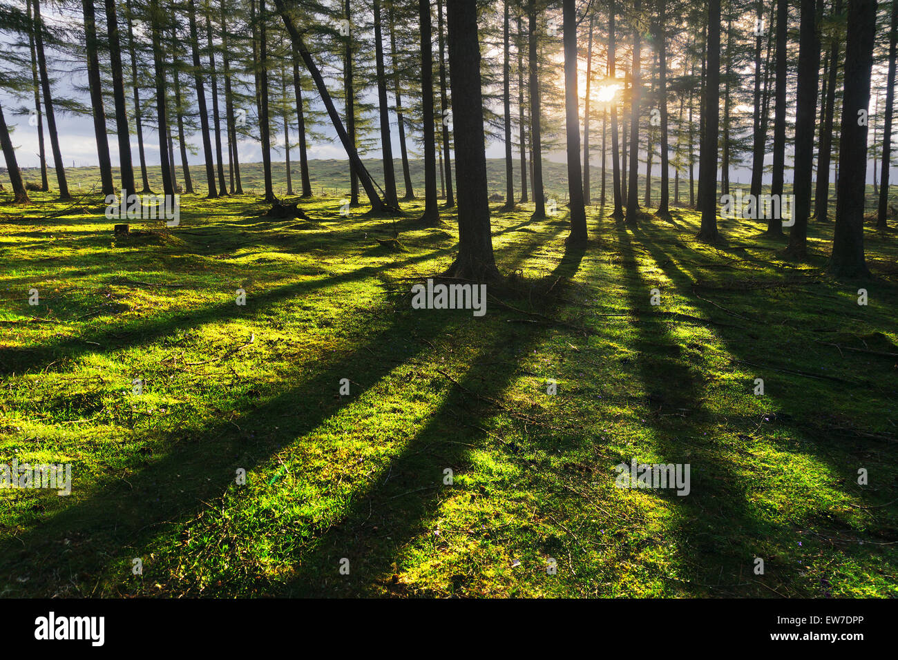 sunny forest at sunset with trunk shadows Stock Photo - Alamy