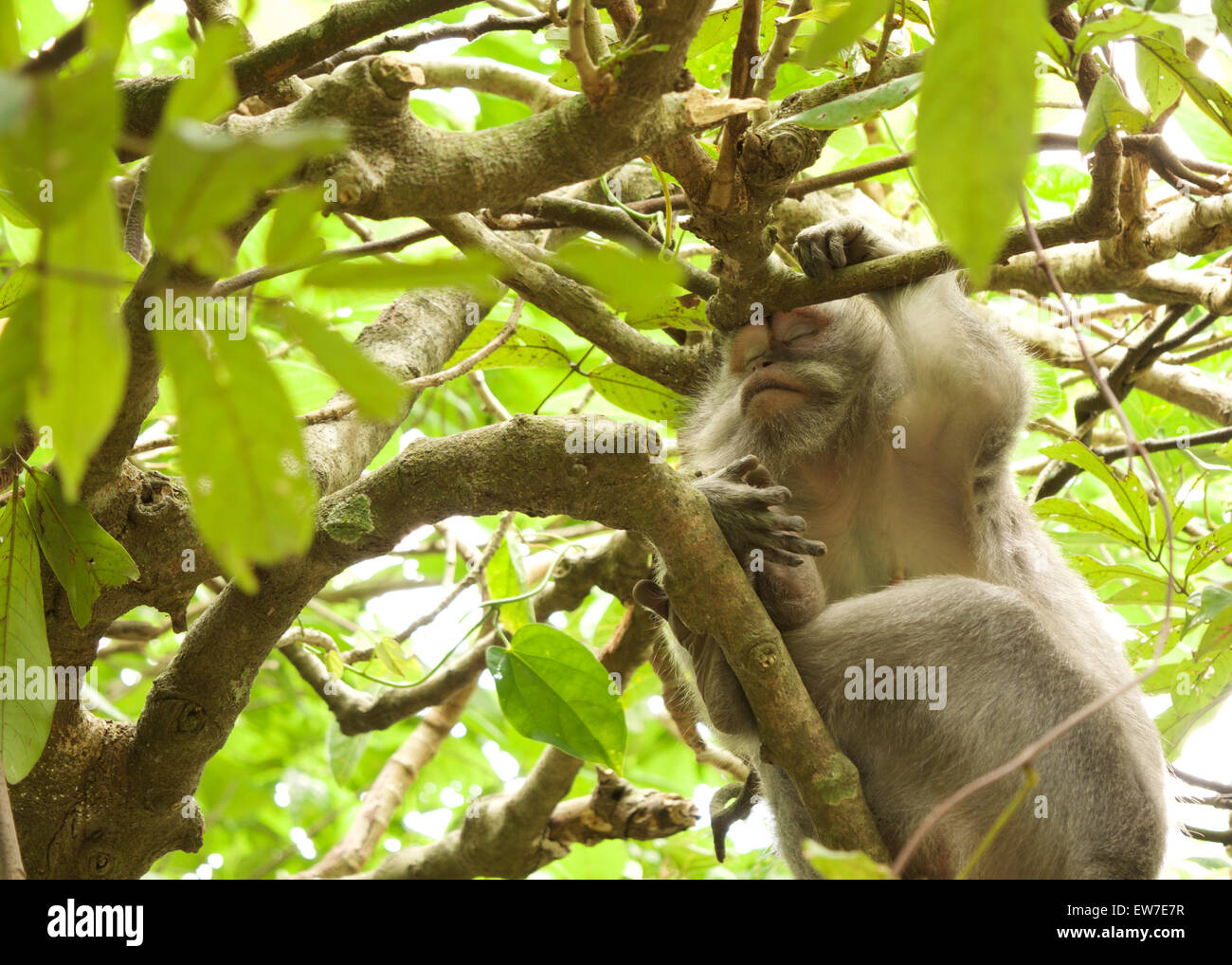 long tailed macaque Bali Indonesia Stock Photo - Alamy