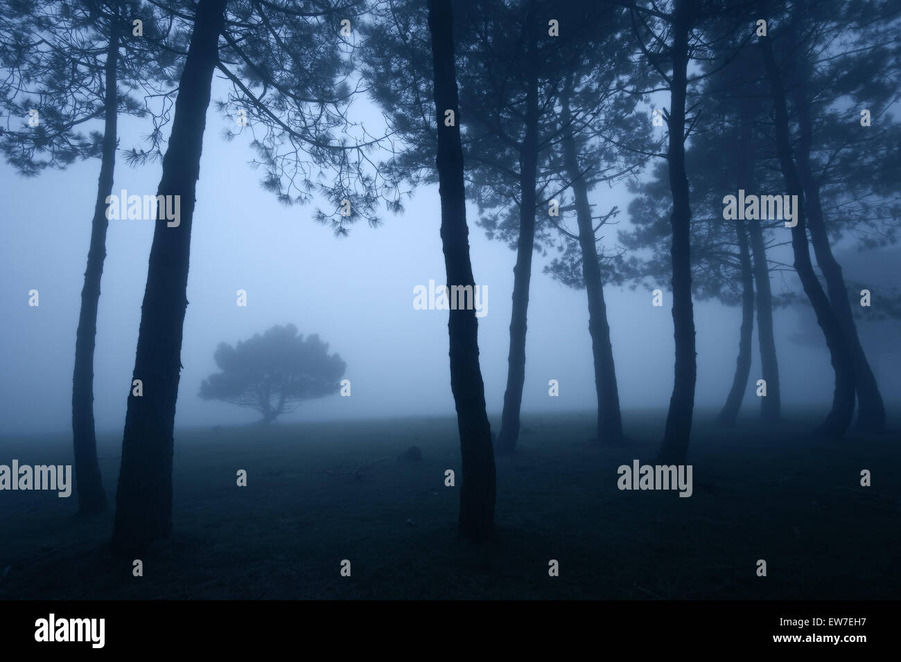 Dark dense forest hi-res stock photography and images - Alamy
