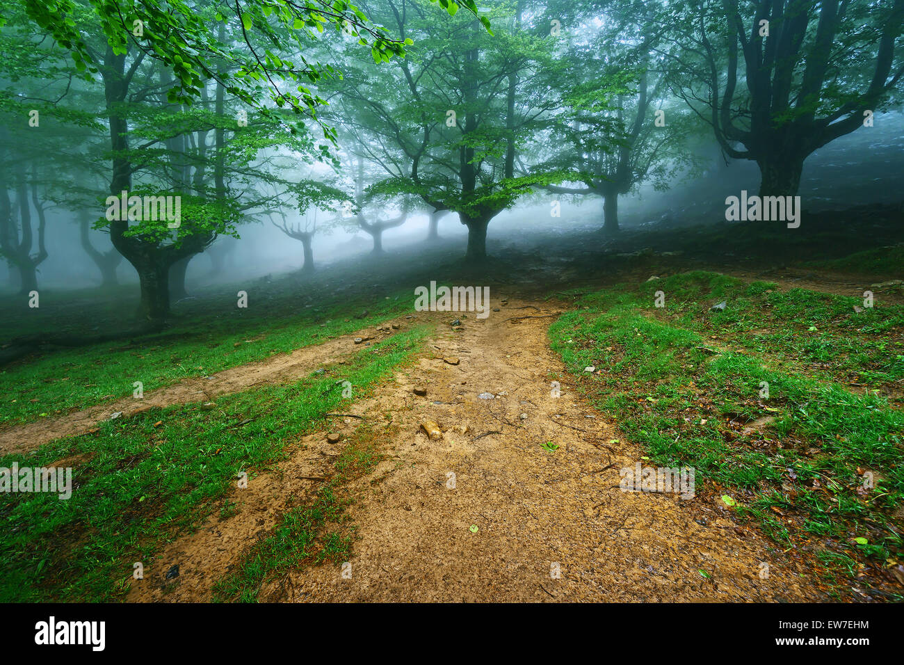 path in the foggy forest Stock Photo - Alamy