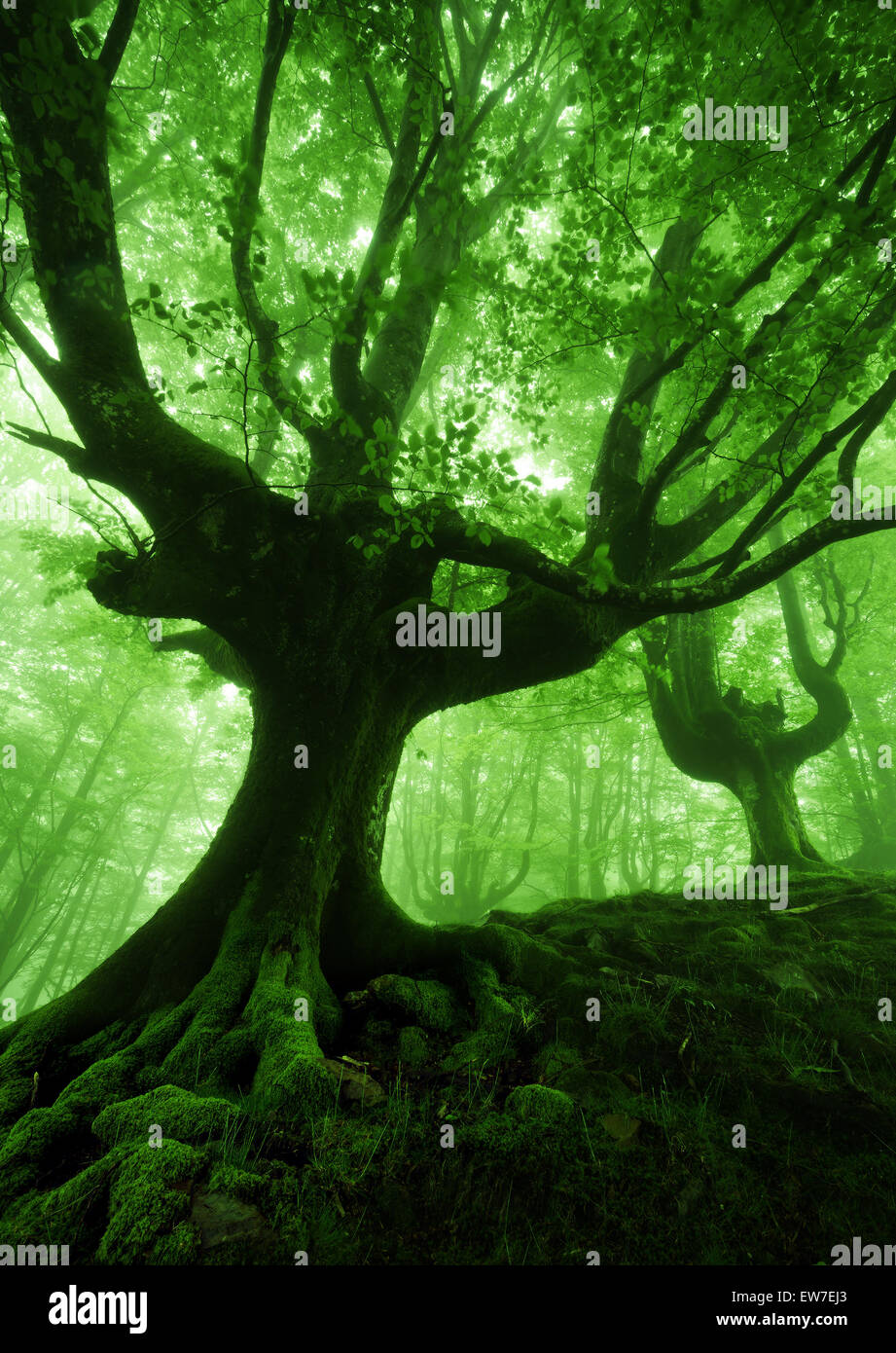 Creepy roots hi-res stock photography and images - Alamy