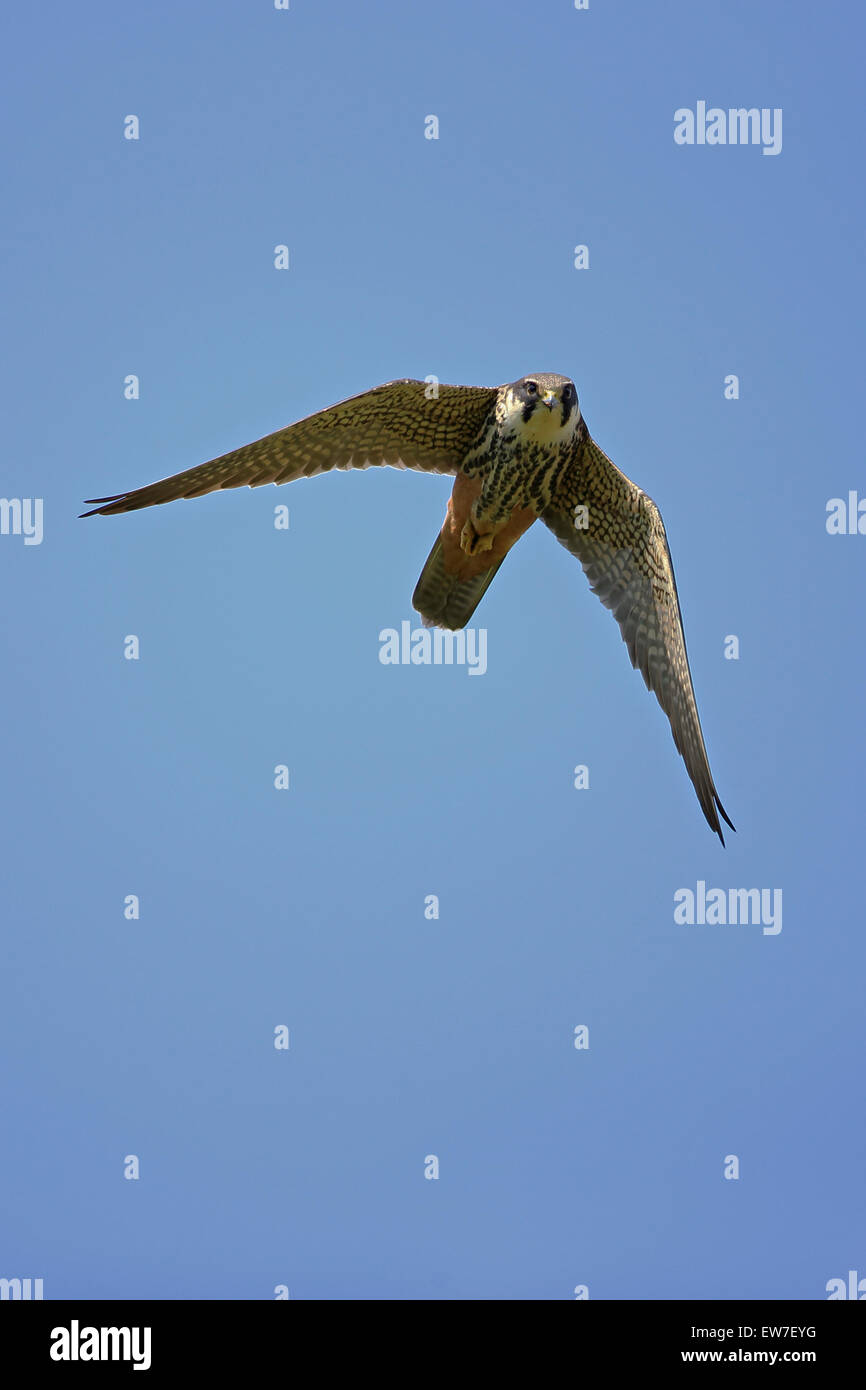 Hobby (Falco subbuteo Stock Photo - Alamy