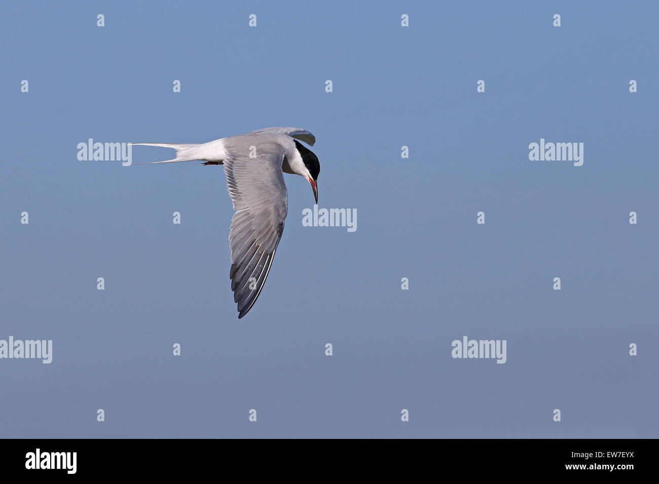 Common Tern (Sterna hirundo Stock Photo - Alamy