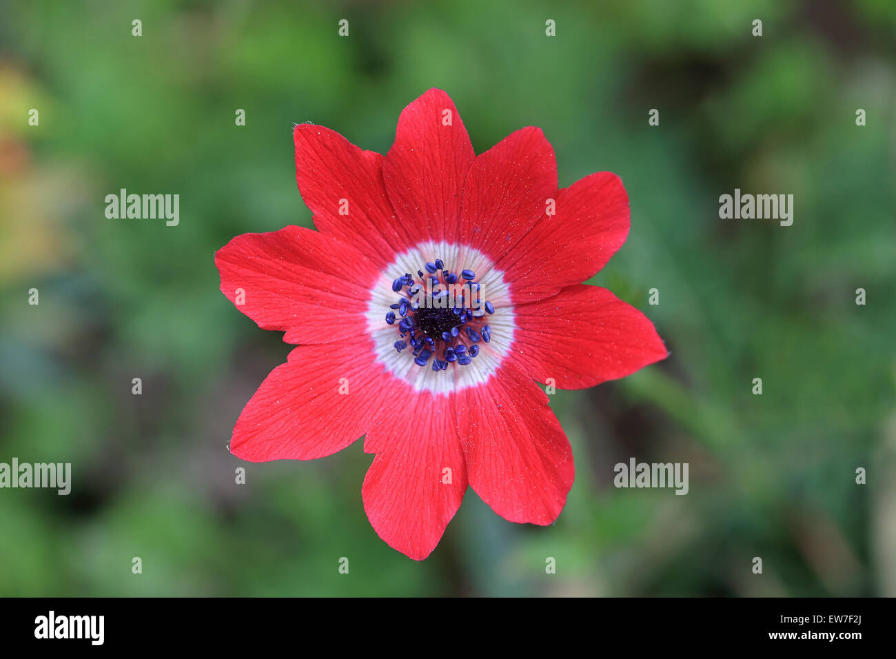 Crown Anemone (Anemone coronaria Stock Photo - Alamy