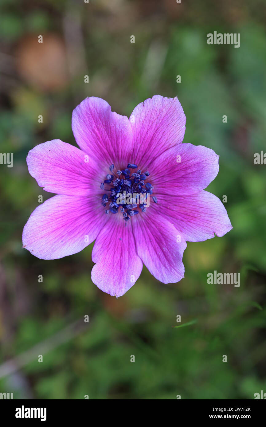 Crown Anemone (Anemone coronaria Stock Photo - Alamy