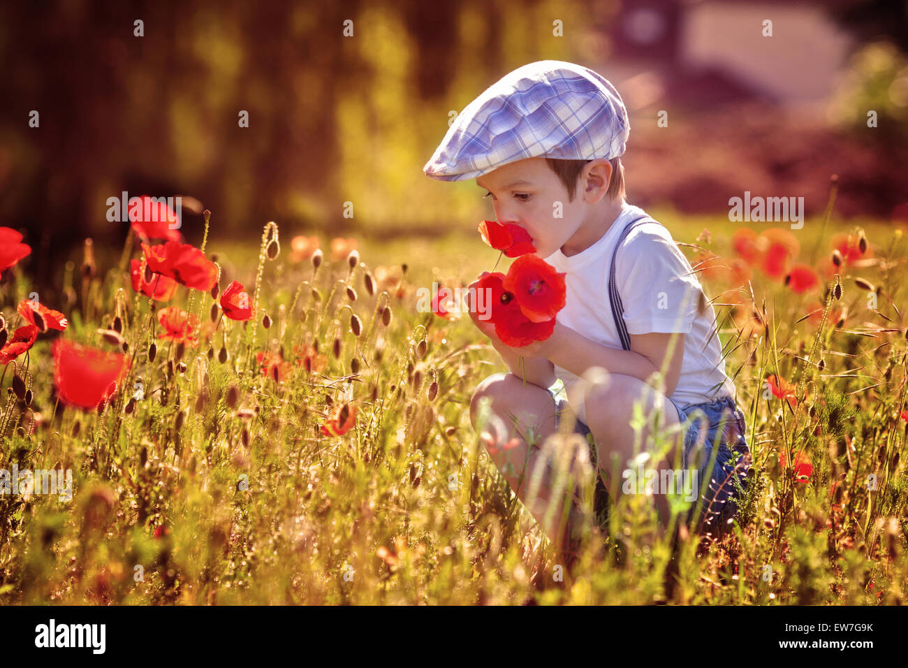 Cute little boy with poppy flower on poppy field on warm summer day ...