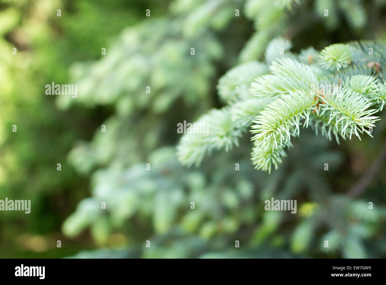 Closeup image of a spiky fir tree branch and green needles Stock Photo ...