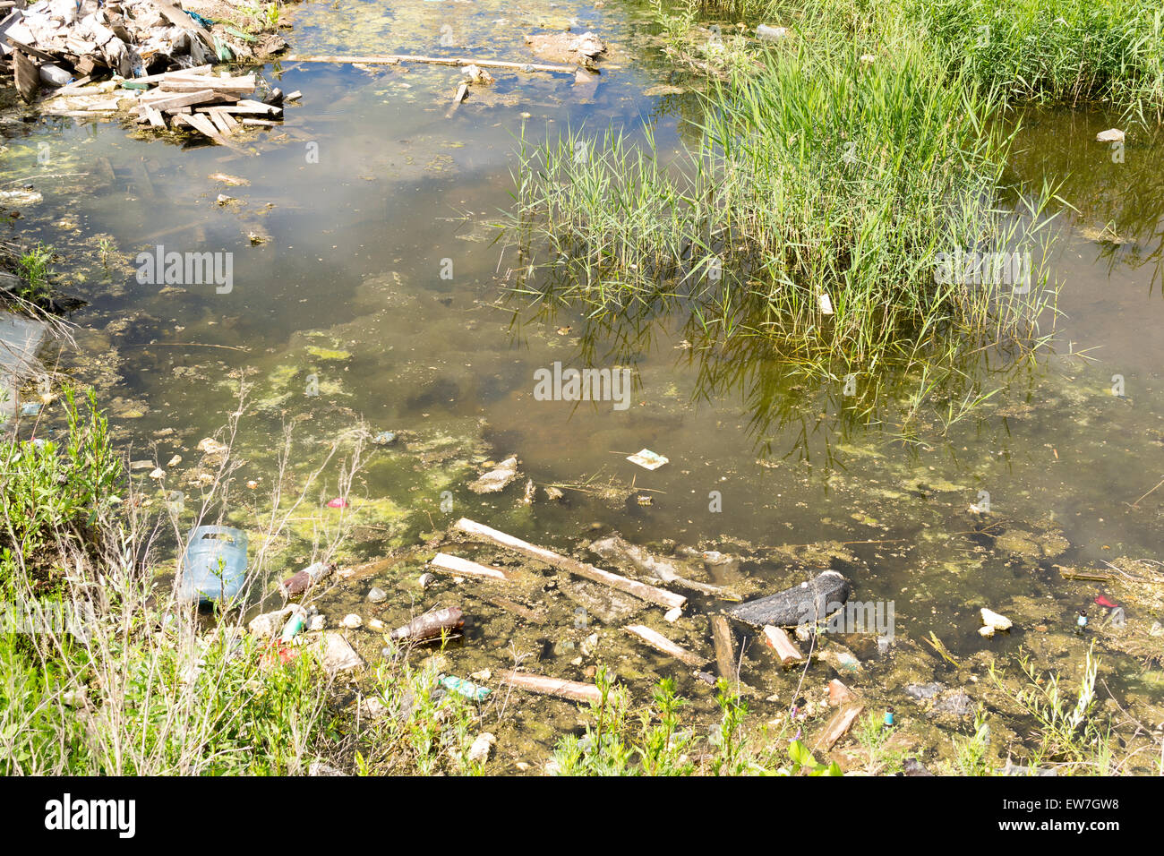 Local pond with stagnant water algae and trash floating on top Stock ...