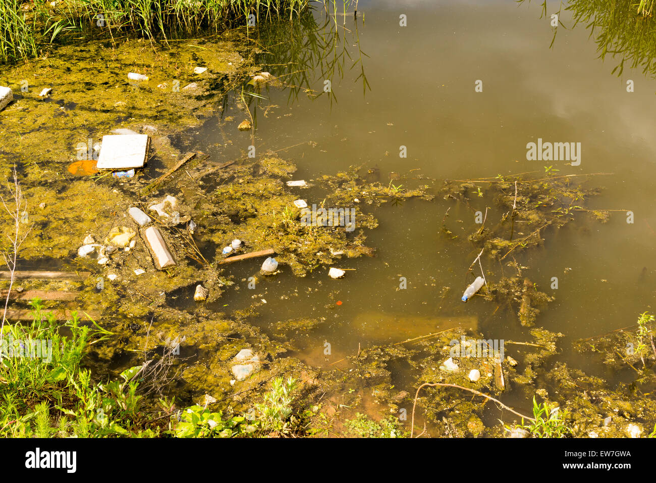 Local pond with stagnant water algae and trash floating on top Stock ...