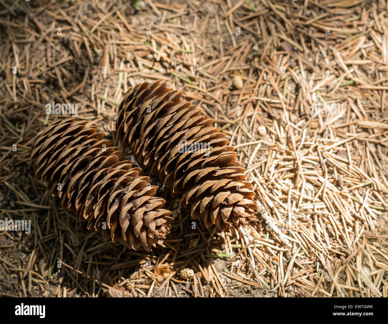 Two pine cones resting on forest floor on top of fir needles Stock ...