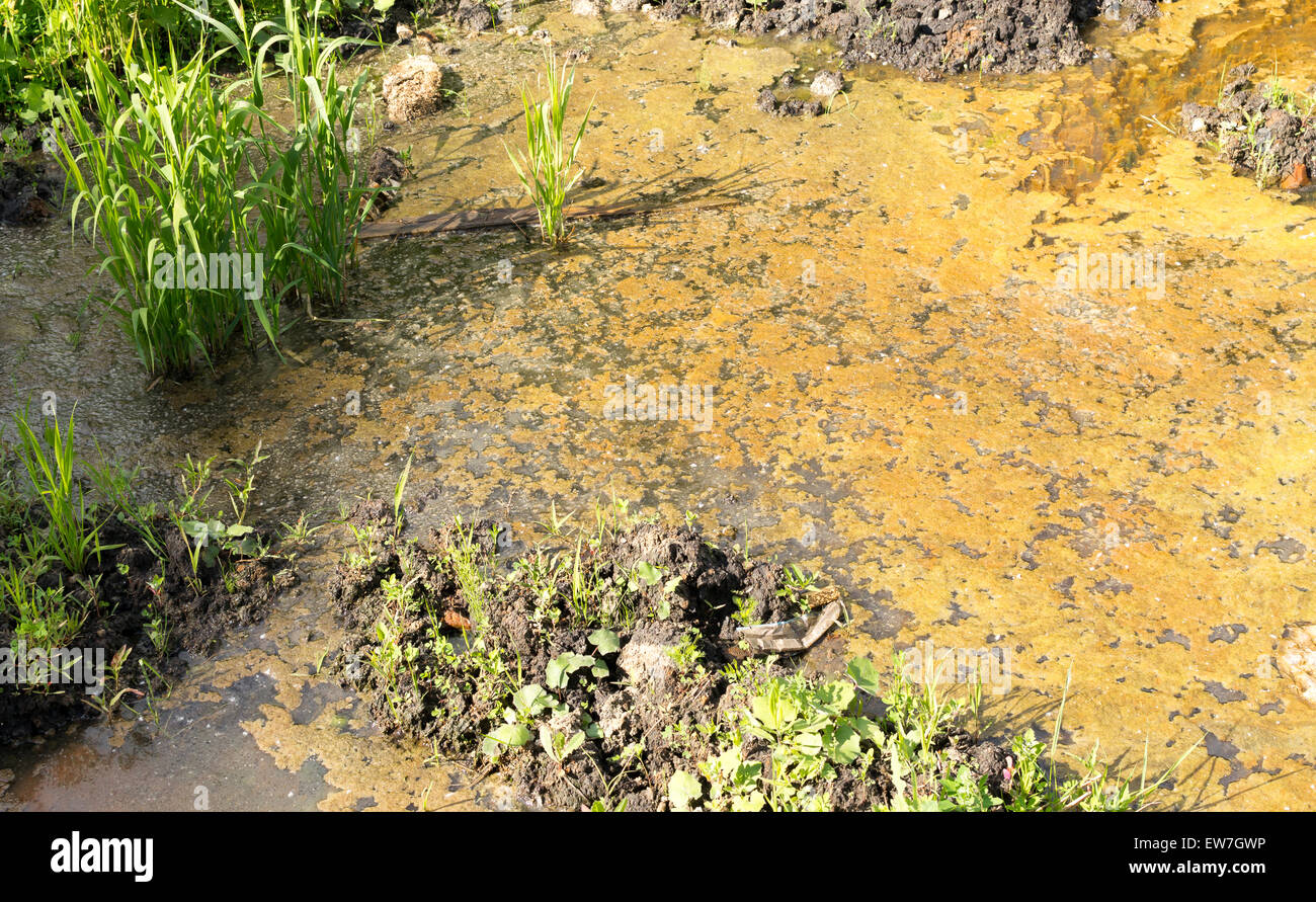 Algae covered dirty swamp water with brown stagnant water and plants ...