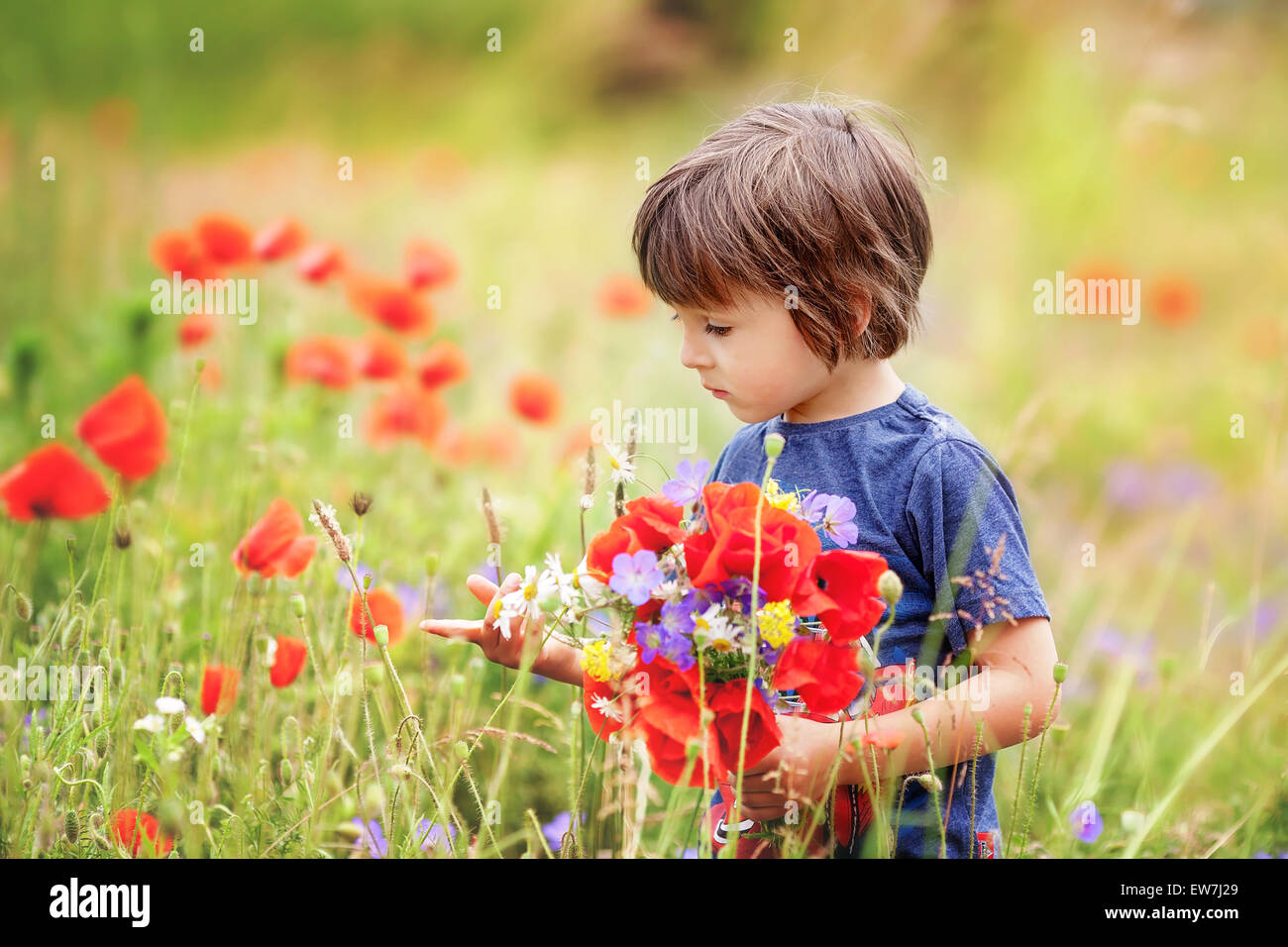 Cute kid boy with poppy flowers and other wild flowers in poppy field ...