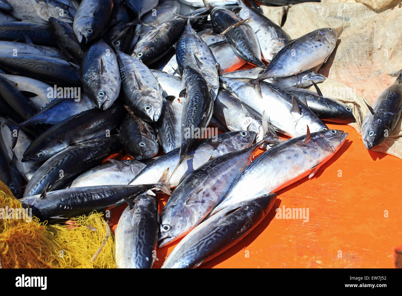 Little tunny hi-res stock photography and images - Alamy