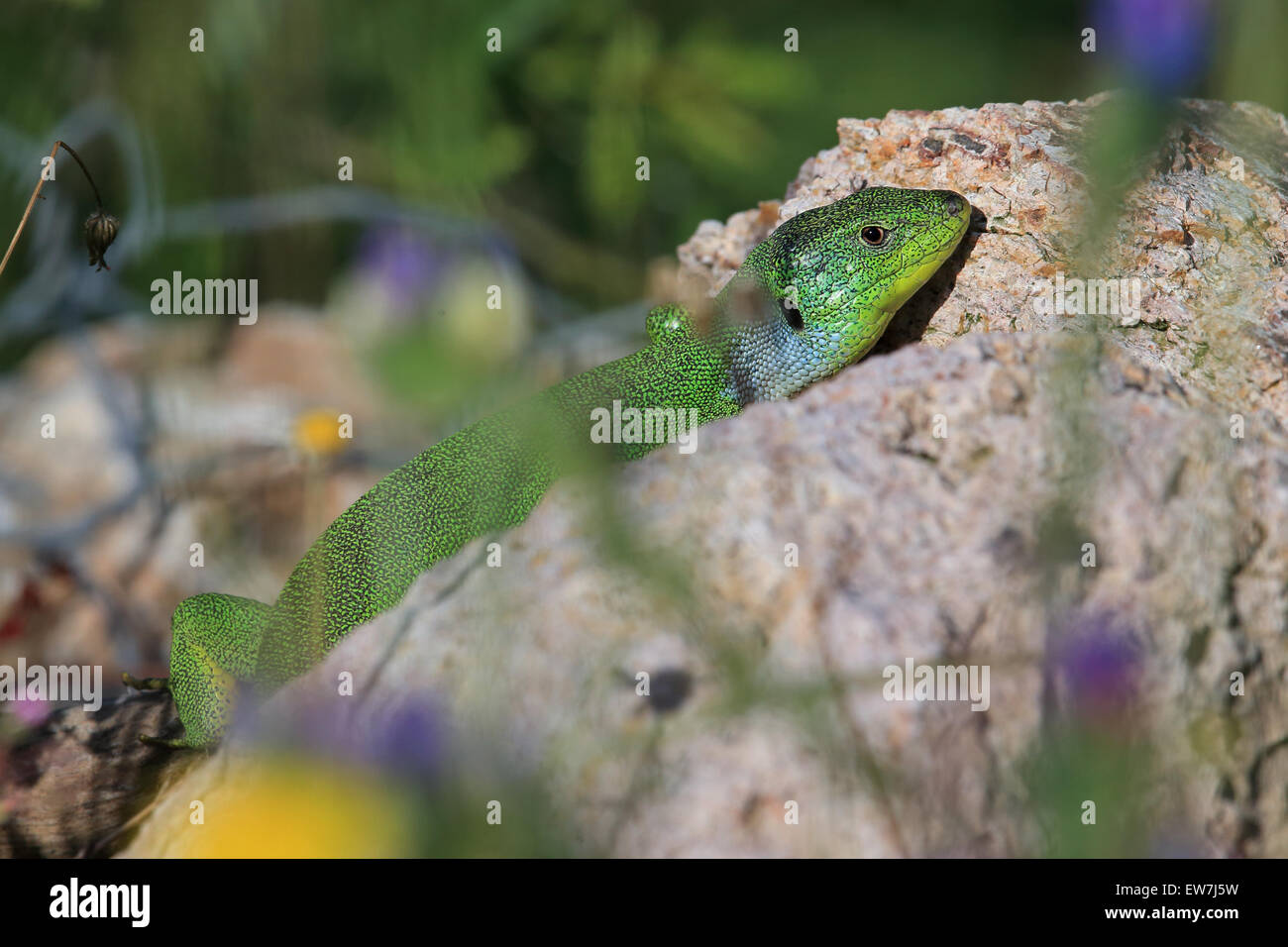 Green lizards of the world hi-res stock photography and images - Alamy
