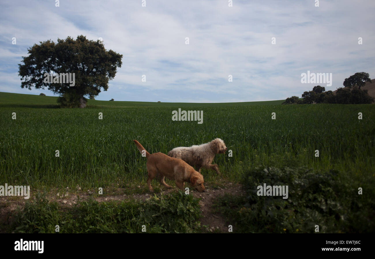Sheep-dogs walk on a monoculture field of genetically modified wheat in ...