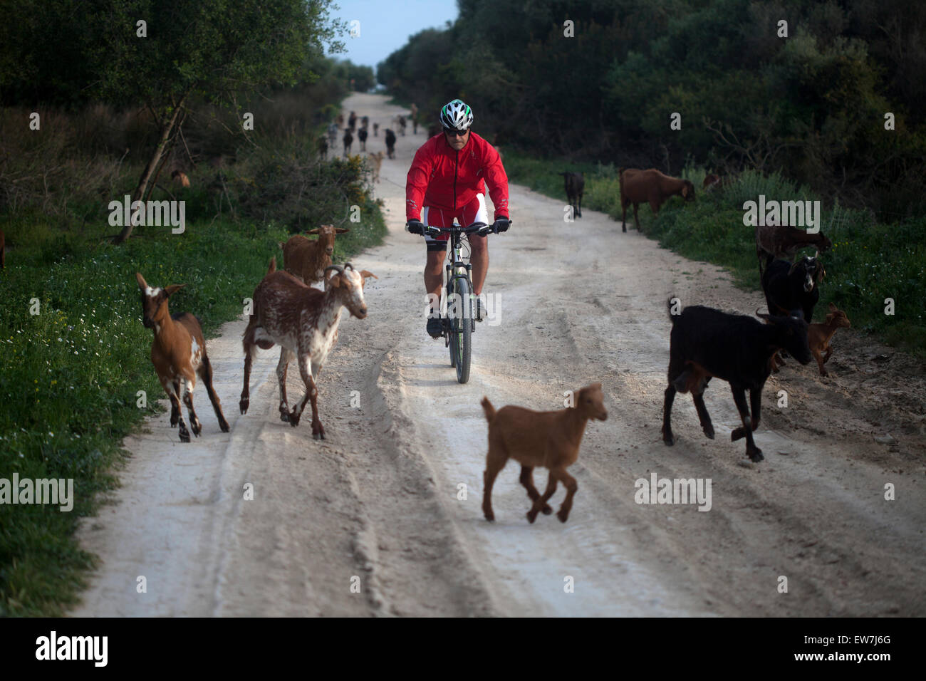 Goats passing by hi-res stock photography and images - Alamy