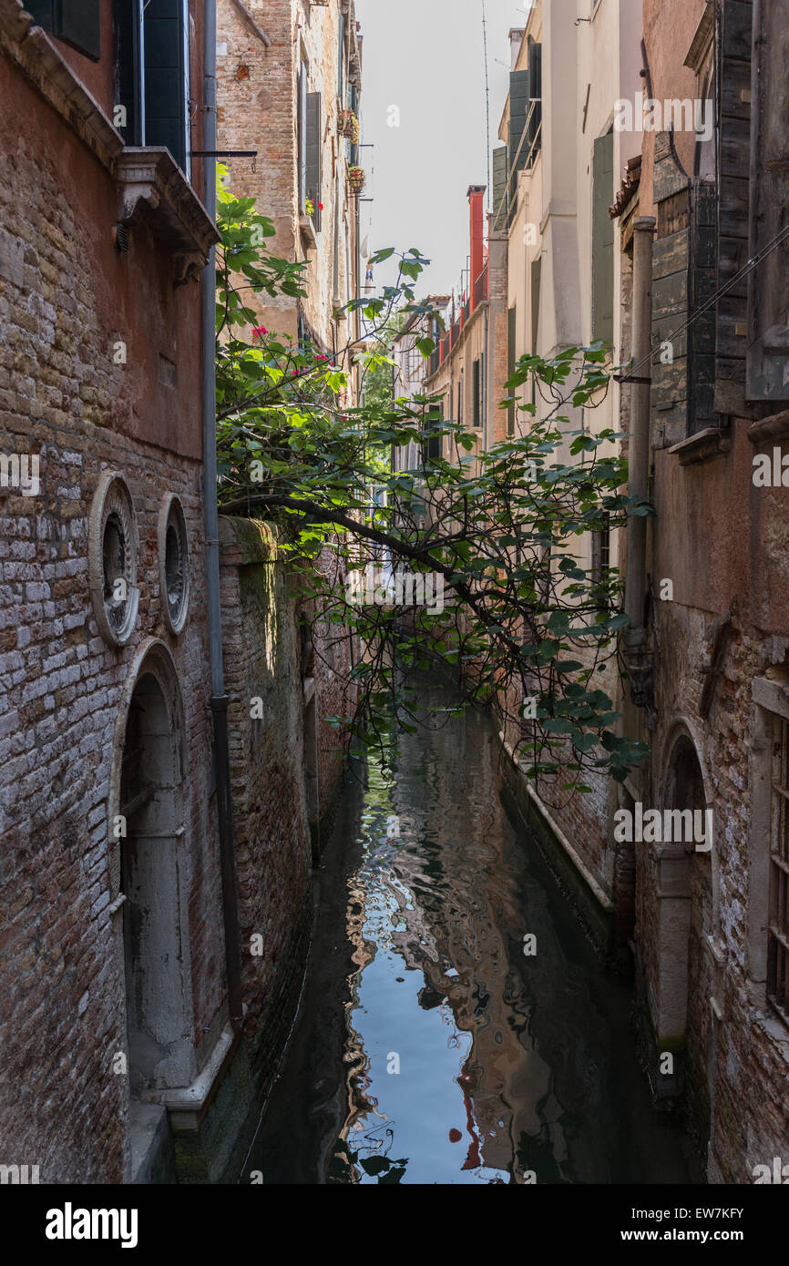 A canal in Venice with an overhanging tree Stock Photo - Alamy