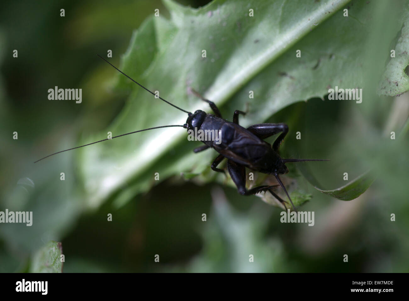 Cricket biology detail hi-res stock photography and images - Alamy