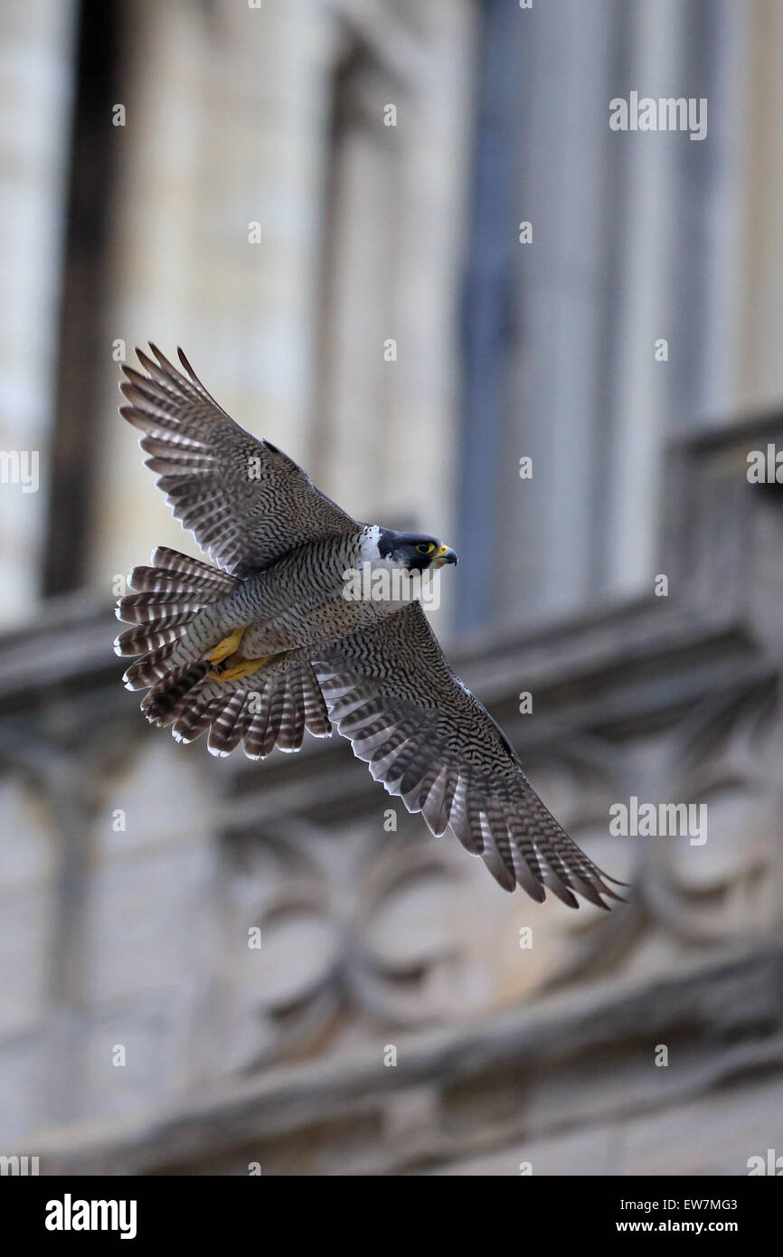 Peregrine (Falco peregrinus Stock Photo - Alamy