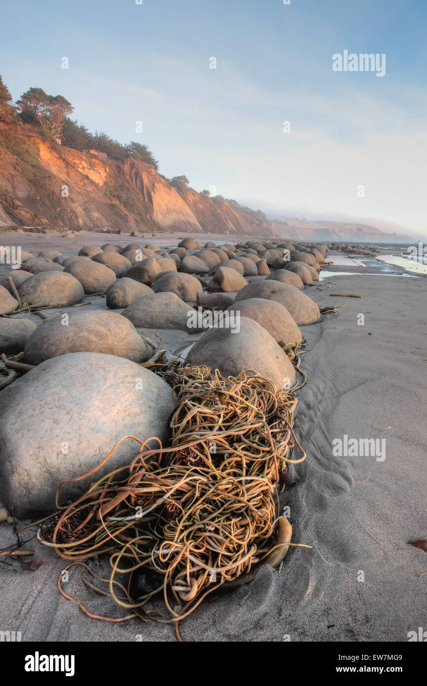 Kelp Seaweed at Sunset, Bowling Ball Beach, Schooner Gulch, Mendocino ...