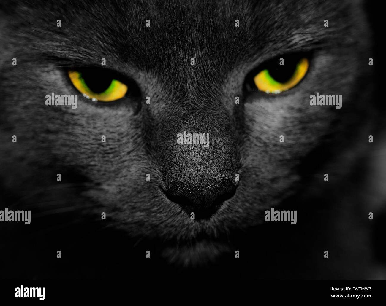Russian blue hi-res stock photography and images - Alamy